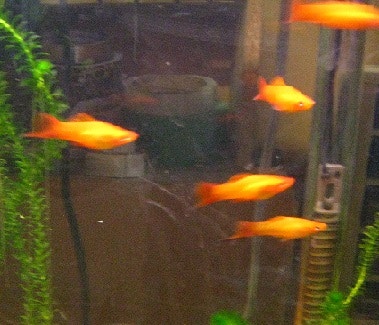 Marigold Swordtails - SOLD, Thank you! More Coming Soon | Fish for ...
