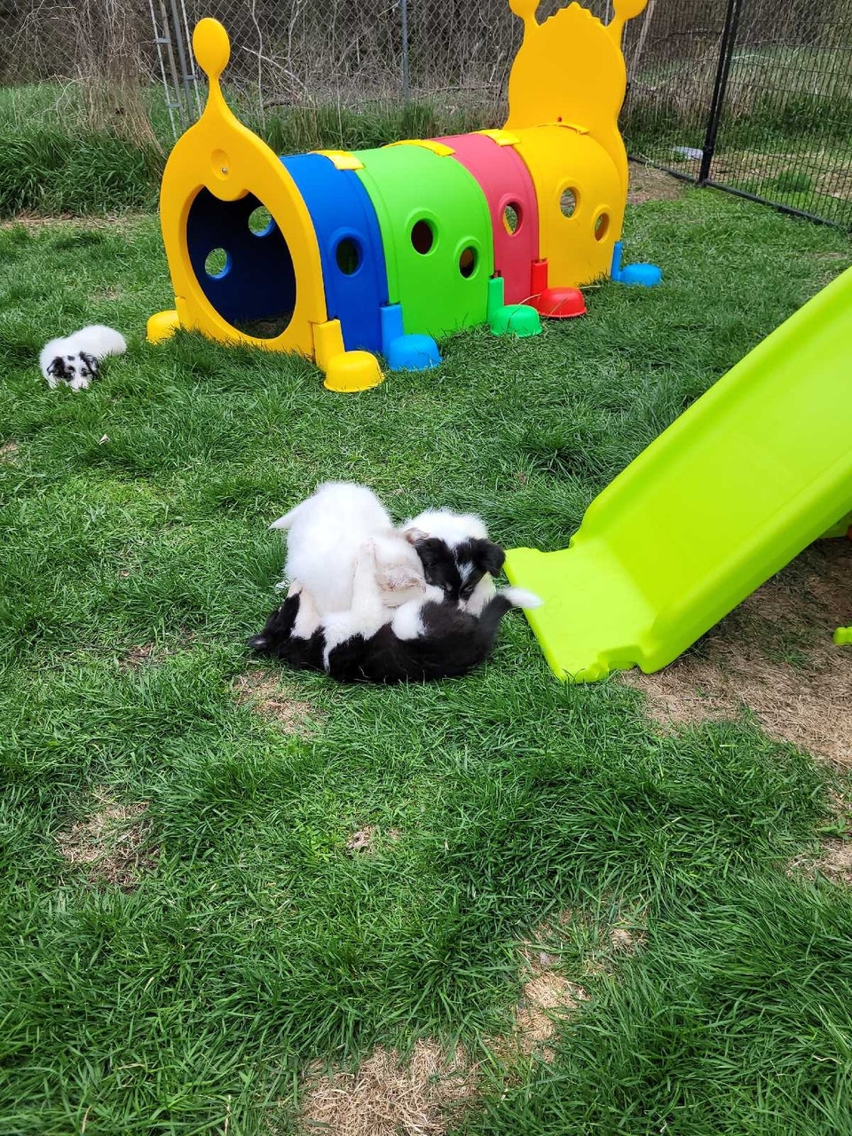 CBCA registered border-collies | Dogs & Puppies for Rehoming | Pembroke ...