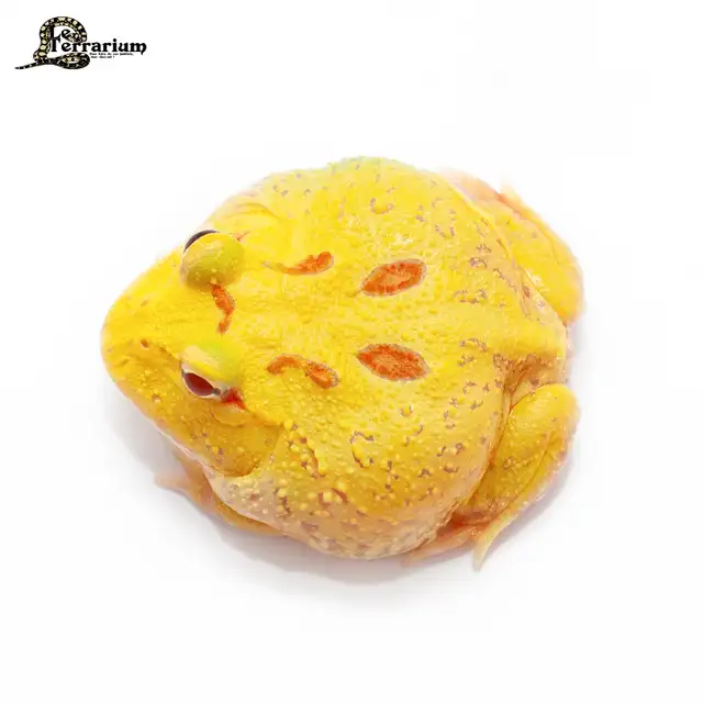 Grenouille pacman - Pikachu | Reptiles & Amphibians for Rehoming ...