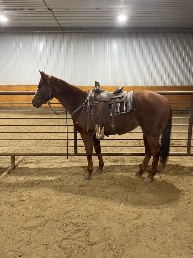 7 Year old Gelding Elvis | Horses & Ponies for Rehoming | St. Albert ...
