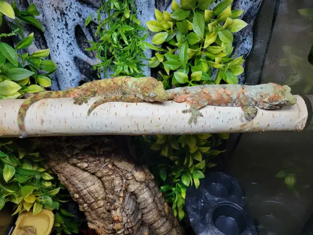 Mossy Green Prehensile-tailed Gecko juveniles! | Reptiles & Amphibians ...