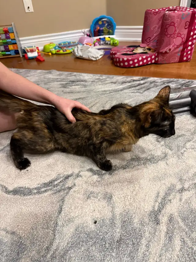 make a cat cross bread with Siamese female one year-old | Cats ...