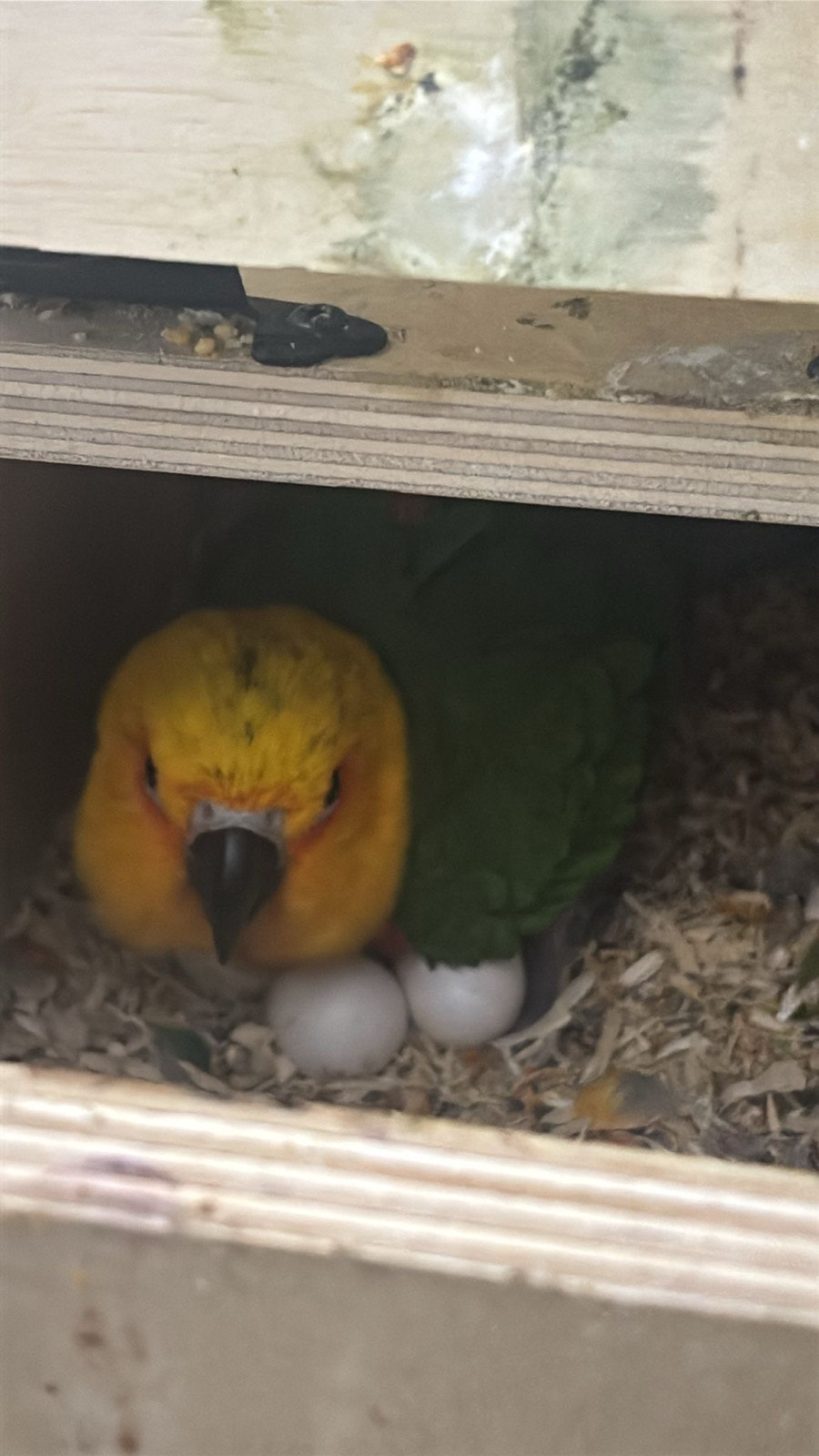 Sun conure breeding pairs | Birds for Rehoming | City of Toronto | Free ...