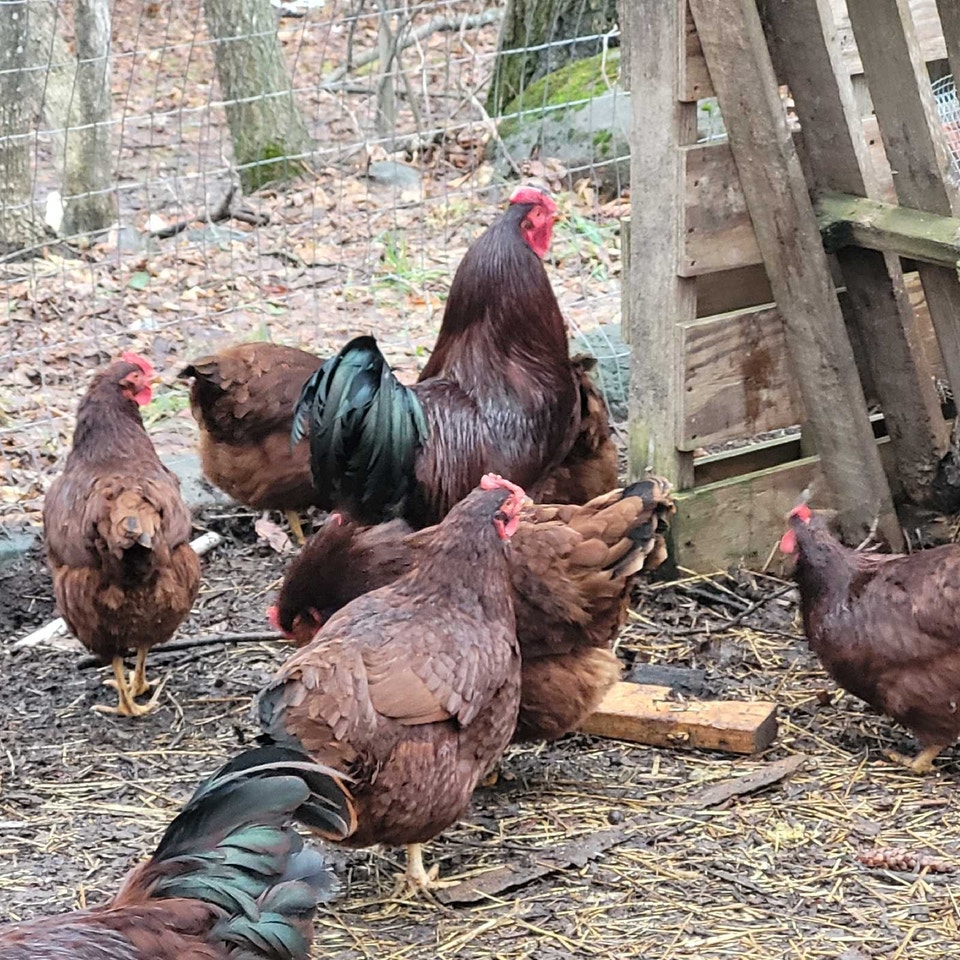Rhode island red hatching eggs. | Livestock | Trenton | Free local ...