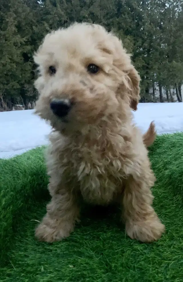 cockapoo minis | Dogs & Puppies for Rehoming | Laval / North Shore ...