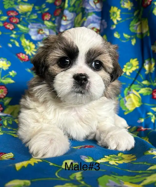 Bichon Shih Tzu Valentine’s Day Puppies – Boy Puppies | Dogs & Puppies ...