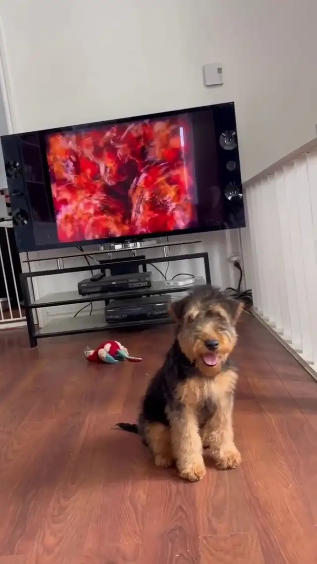 Welsh terrier | Dogs & Puppies for Rehoming | Shawinigan | Free local ...