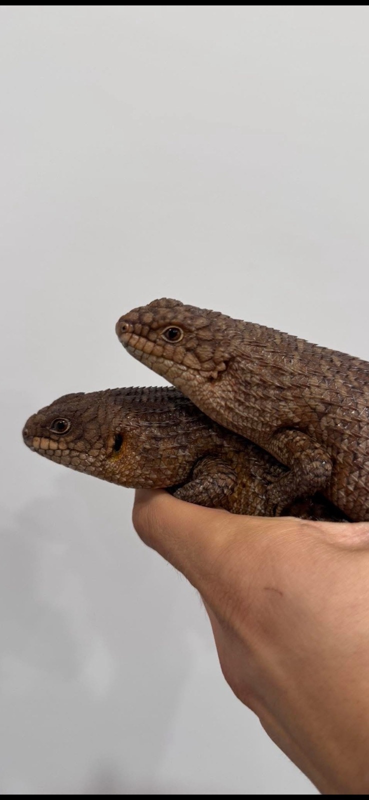 1.1 egernia stokesii | Reptiles & Amphibians for Rehoming | City of ...