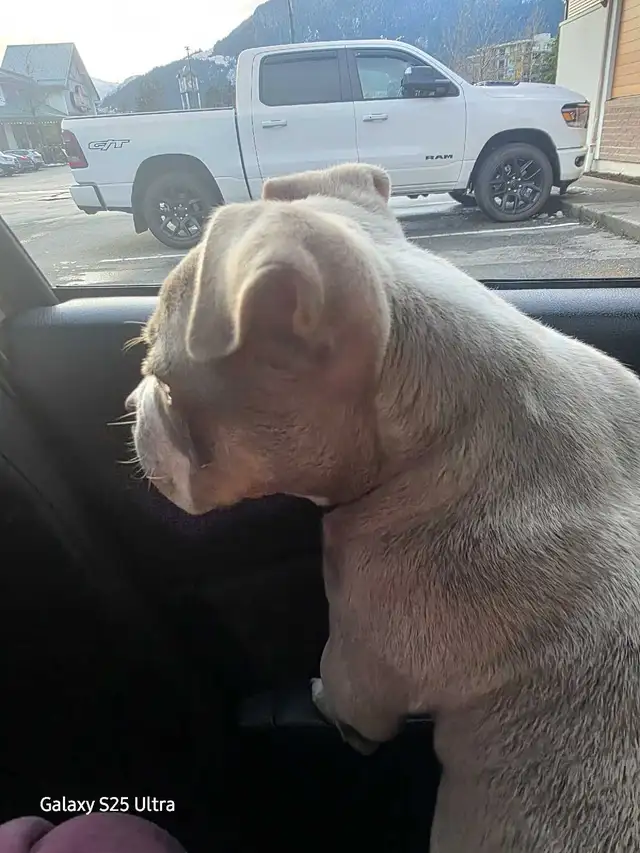 American bully last female left. Dont miss out!! | Dogs & Puppies for ...