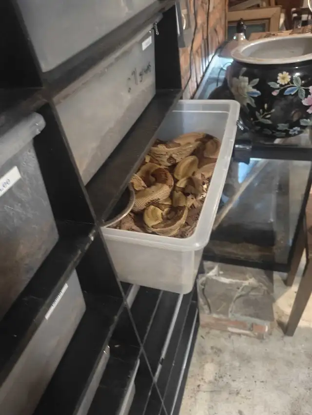 Boa Constrictors | Reptiles & Amphibians for Rehoming | London | Free ...