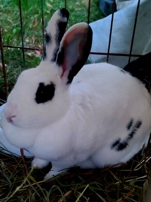 Pet Rabbit | Small Animals in Ontario | Kijiji Classifieds