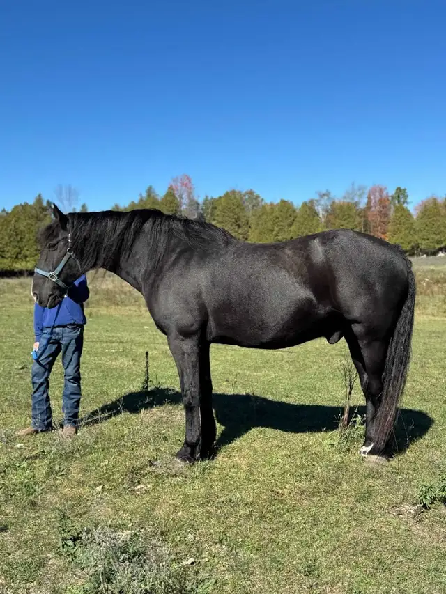 Canadian Breed Horse Team | Horses & Ponies for Rehoming | Ottawa ...