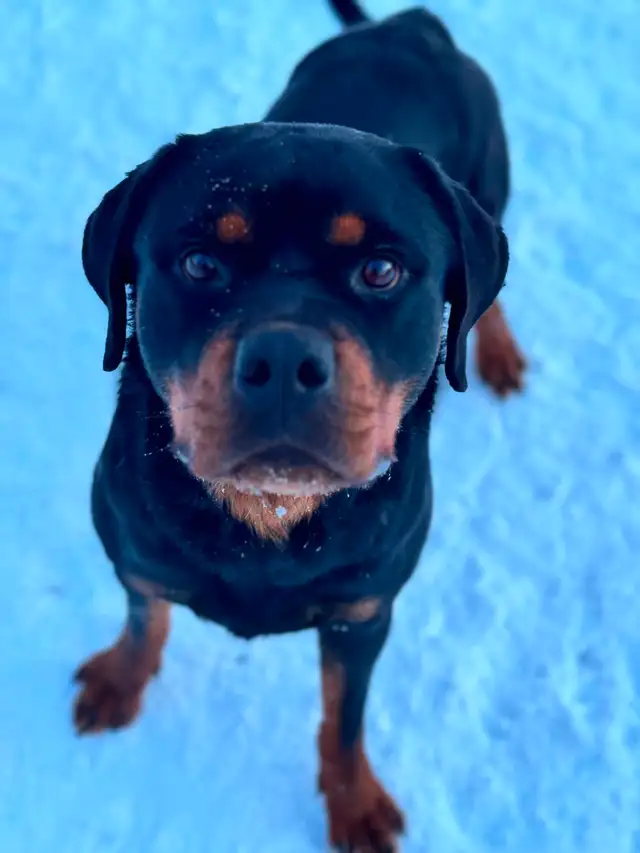 Femelle Rottweiler CKC | Dogs & Puppies for Rehoming | Longueuil ...