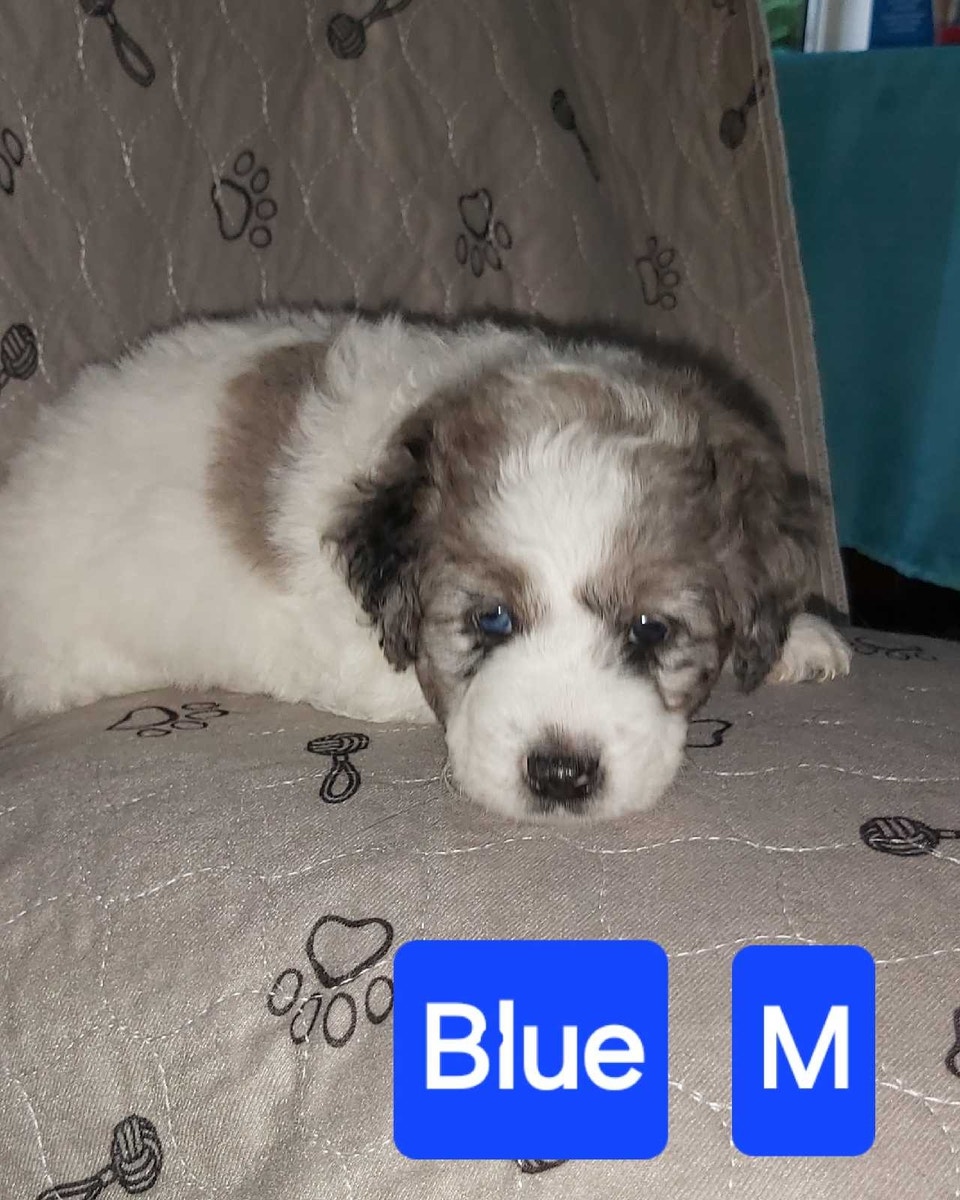 Mini Goldendoodle x Blue Heeler puppies. | Other | Cambridge | Free ...