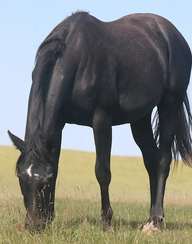 Pretty, sleek out of one of our best producing mares | Horses & Ponies ...