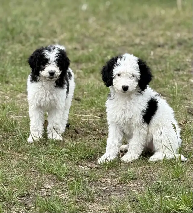 Non shedding Springer Doodles | Dogs & Puppies for Rehoming | Calgary ...