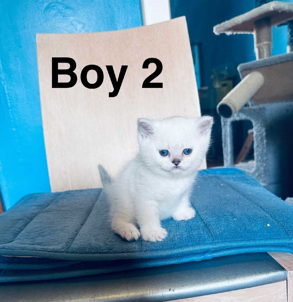 British shorthair | Cats & Kittens for Rehoming | Markham / York Region ...