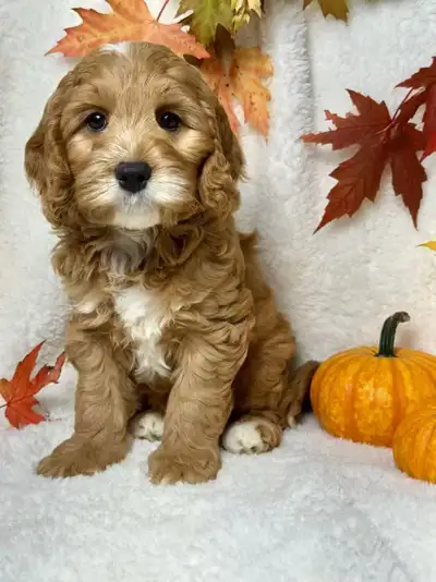 297 ads for puppies in Dogs & Puppies for Rehoming in Greater Montréal ...