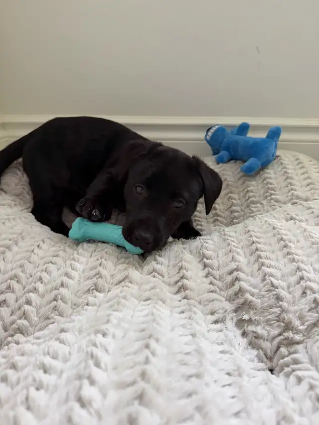 labrador retriever puppies for sale | Dogs & Puppies for Rehoming ...