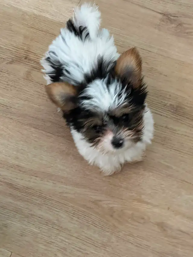Yorkshire Biewer femelle chiot | Dogs & Puppies for Rehoming | West ...