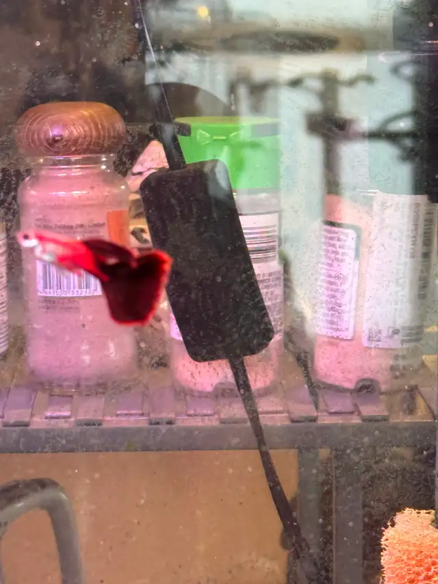 AAA grade red Mahogany guppies for sale in Scarborough | Fish for ...