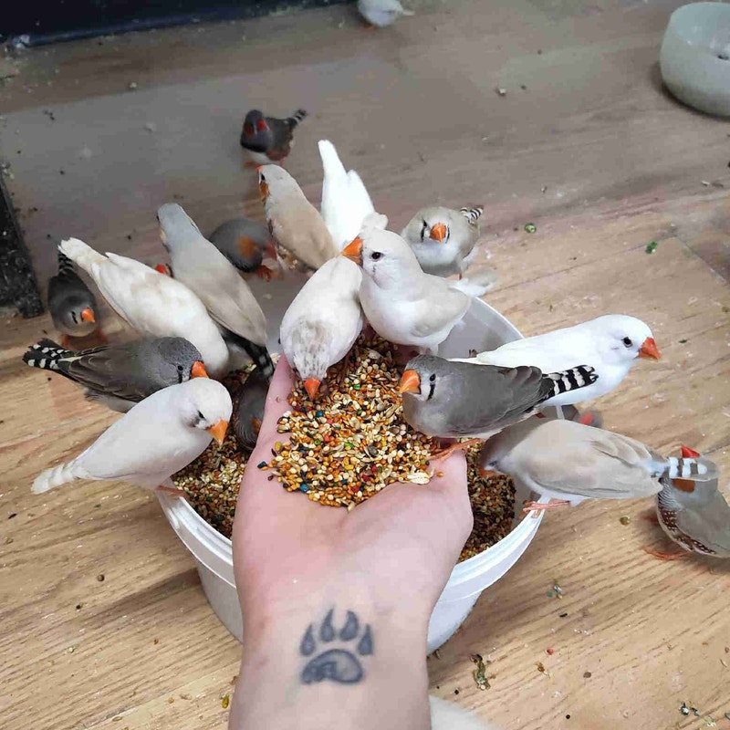 bébés pinsons mandarin | Oiseaux à adopter | Longueuil/Rive Sud ...