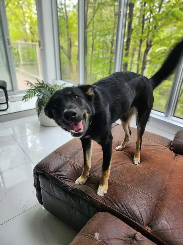 chienne Berger Allemand à vendre | Dogs & Puppies for Rehoming | Lévis ...