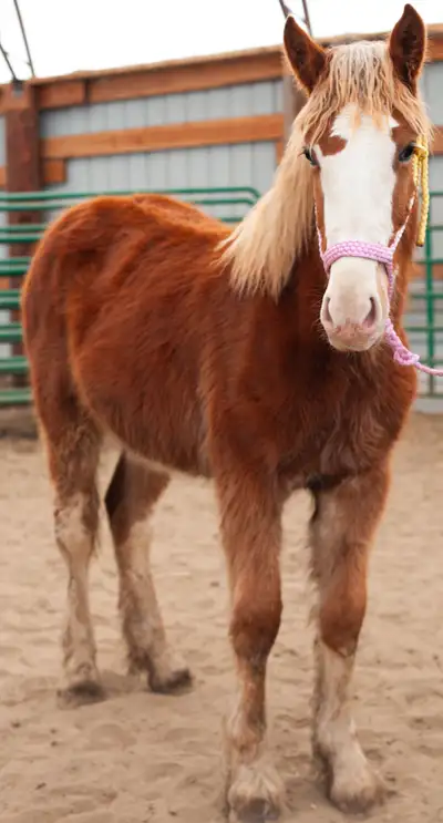 35 ads for belgian in Horses & Ponies for Rehoming in Canada | Kijiji ...