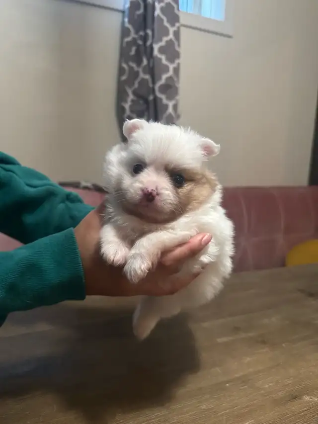 TEACUP POMERANIAN PUPPY | Dogs & Puppies for Rehoming | Ottawa | Free ...
