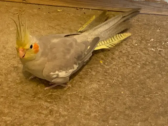 Handfed Cockatiel | Birds for Rehoming | Delta/Surrey/Langley | Free ...