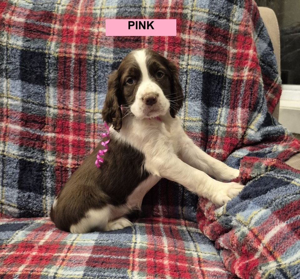 Reserved Adorable Sproodle Puppies - 2/3 Springer & 1/3 Poodle | Dogs ...