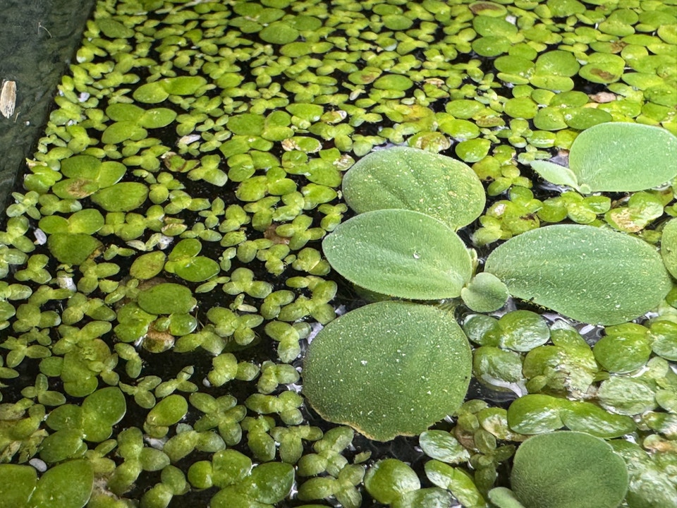 aquarium floating plant | Fish for Rehoming | City of Montréal | Free ...