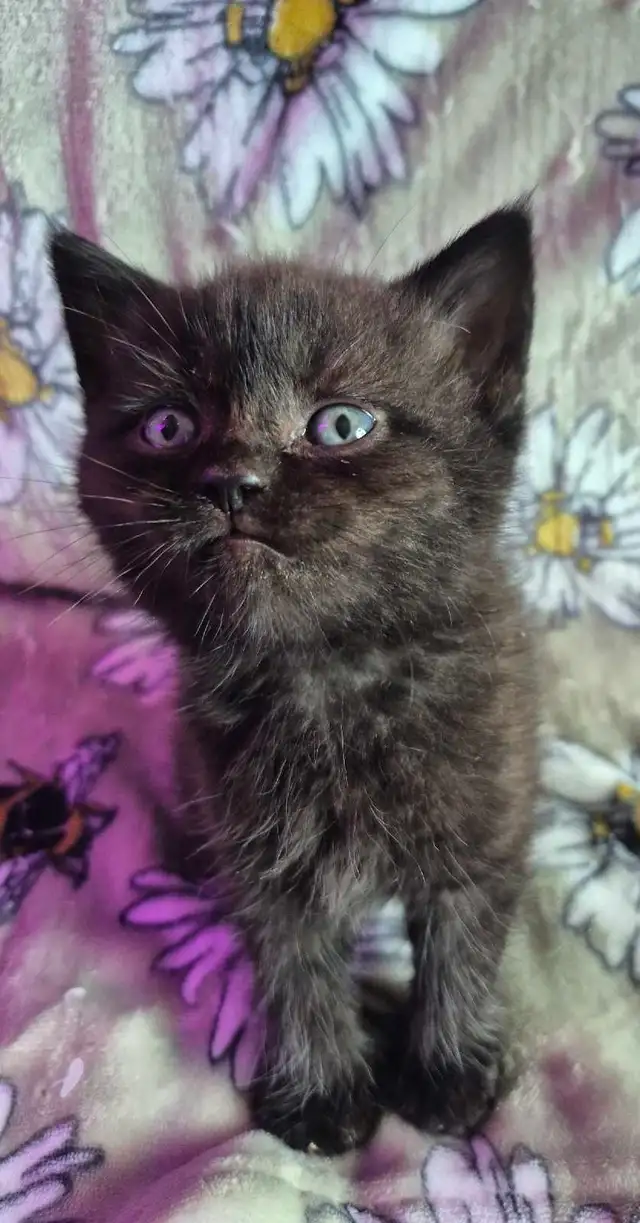 SCOTTISH FOLD X HIGHLAND LYNX | Cats & Kittens for Rehoming | City of ...