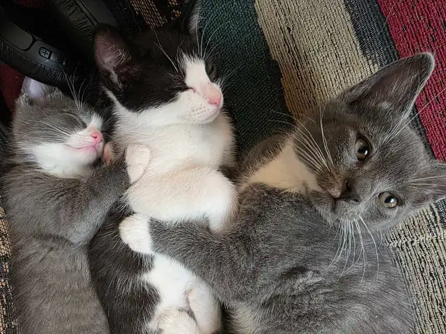 Need a good cat nap? | Cats & Kittens for Rehoming | Summerside | Free ...