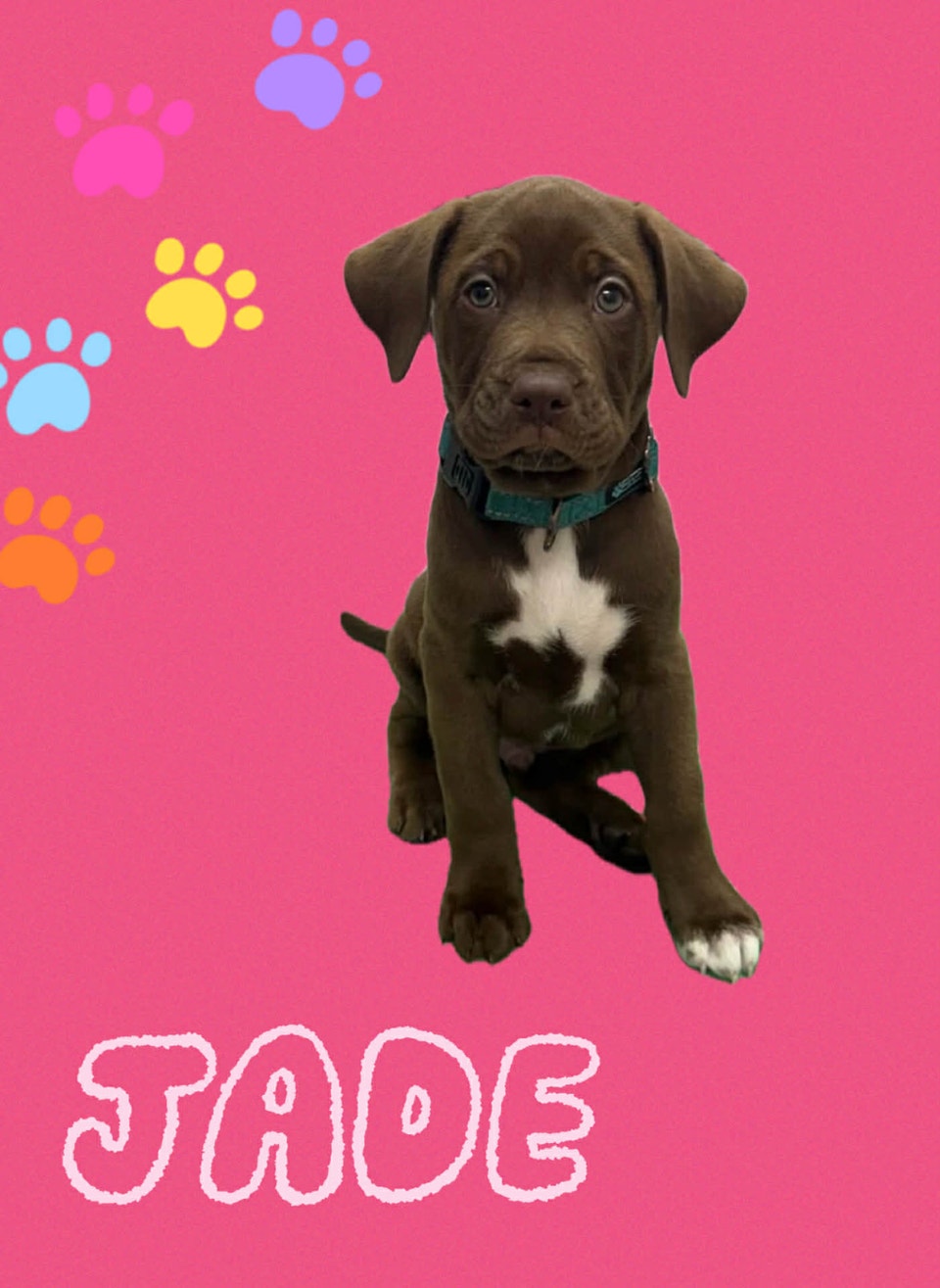 Sweet Lab Mix Puppy | Dogs & Puppies for Rehoming | Moncton | Free ...
