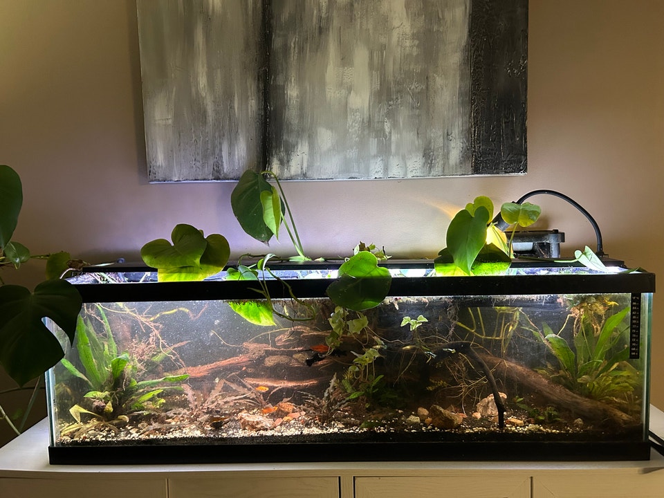 40 gallon long tank complete set up W/fish | Fish for Rehoming | London ...