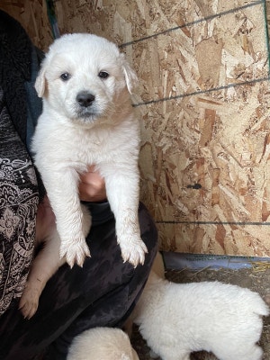 Dogs | Adopt Dogs & Puppies in Alberta | Kijiji Classifieds - Page 5