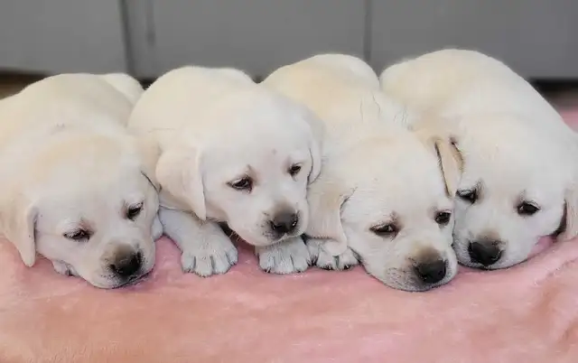 CKC PUREBRED Creamy White Lab Puppies - 1 MALE LEFT!! | Dogs & Puppies ...