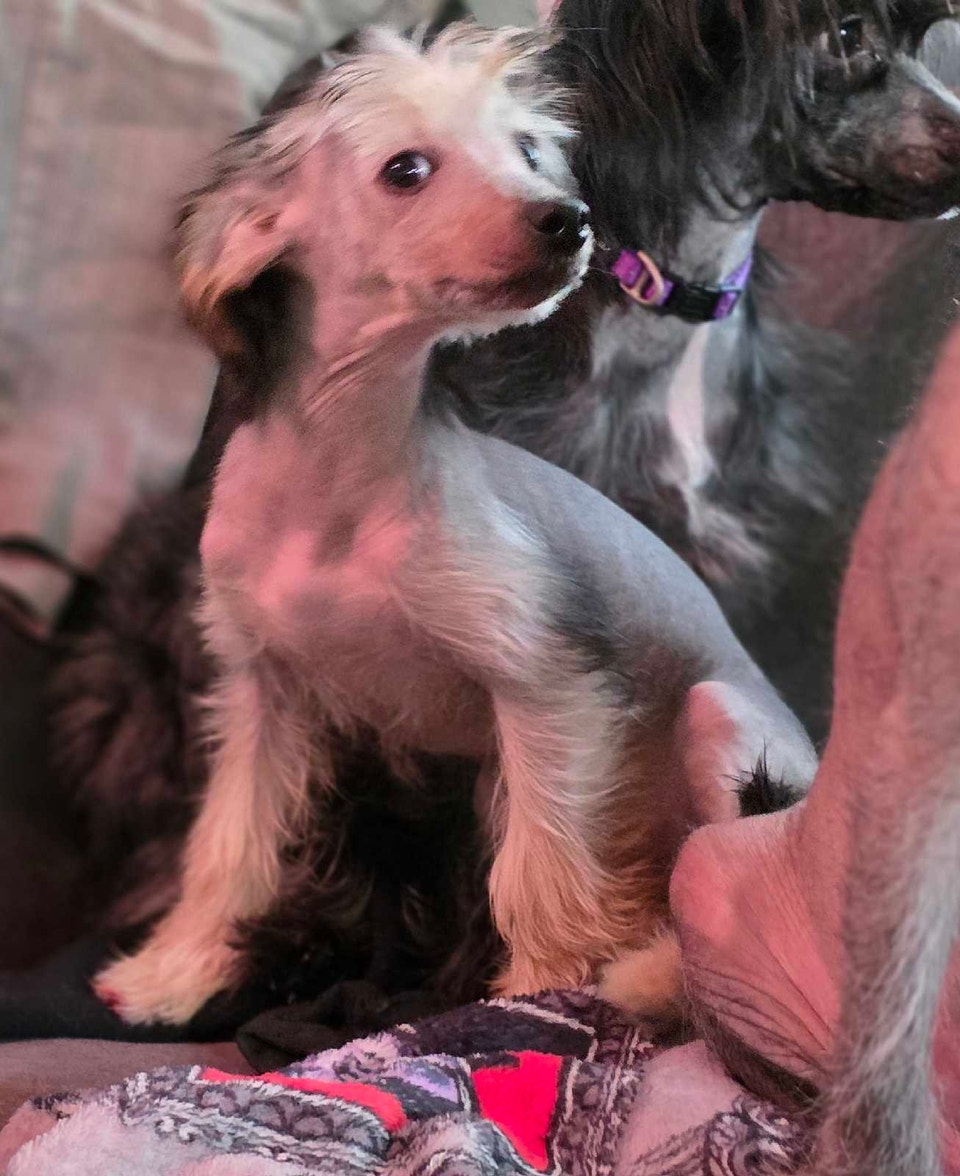 chinese crested young dog | Dogs & Puppies for Rehoming | Regina | Free ...