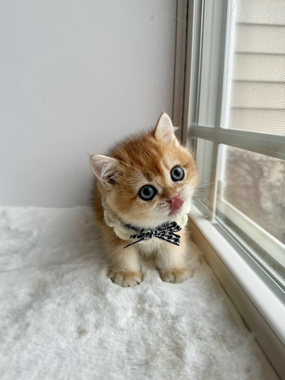 CCA & CFA Registered Cattery — Rehoming BSH Kittens | Cats & Kittens ...