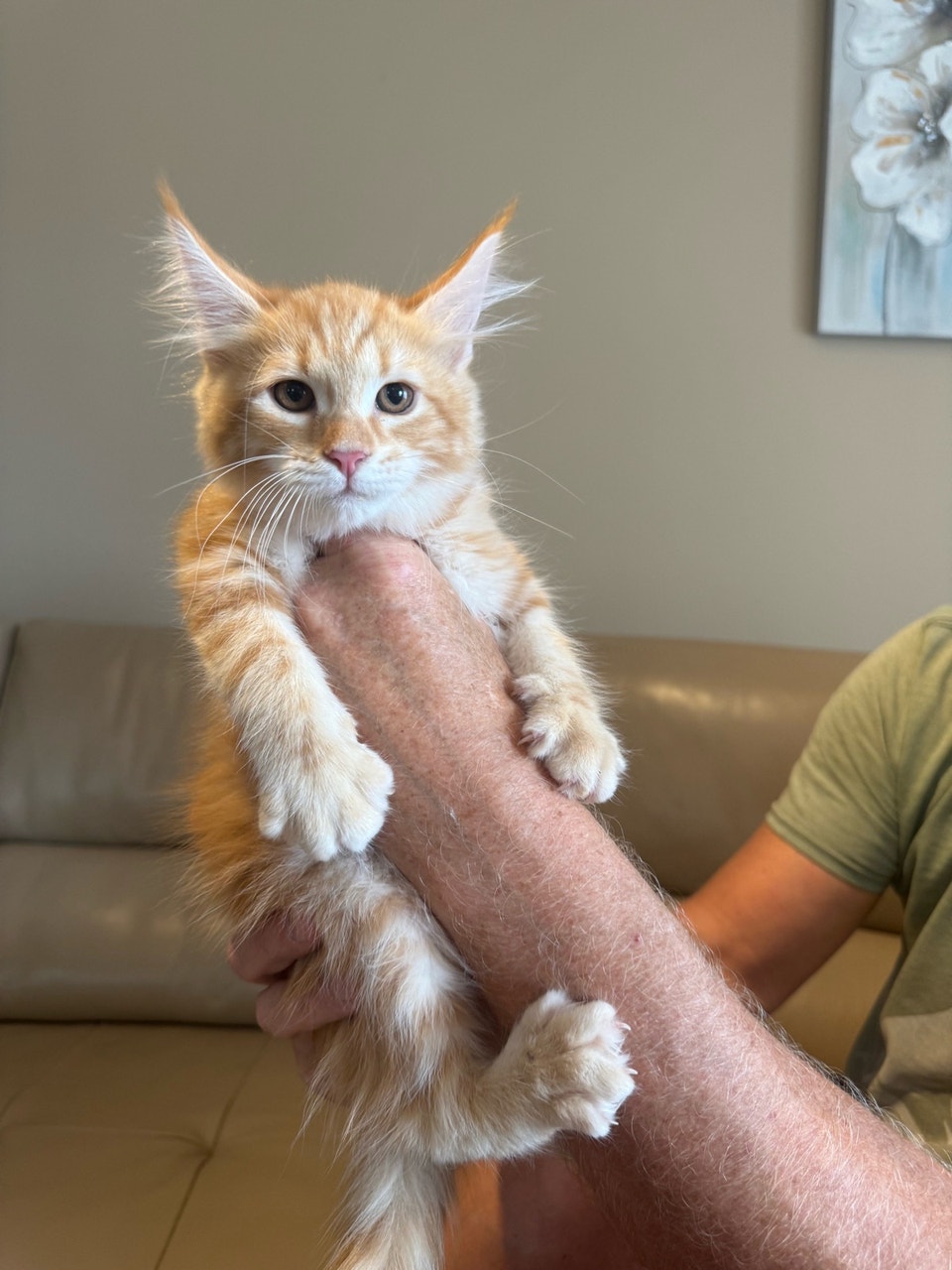 Maine coon kittens | Cats & Kittens for Rehoming | Markham / York ...