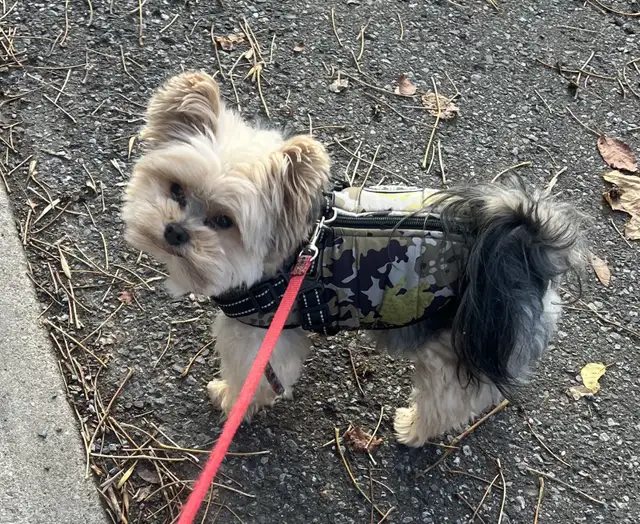 Magnifiques chiots Morkies – Maltais x Yorkshire | Dogs & Puppies for ...