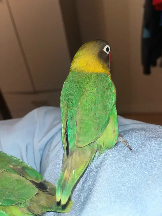 inséparable masqué | Birds for Rehoming | Laval / North Shore | Free ...