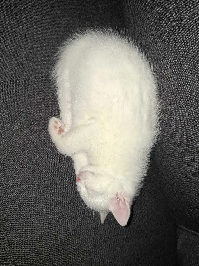 Half Siamese 10 week old kittens | Cats & Kittens for Rehoming | Ottawa ...