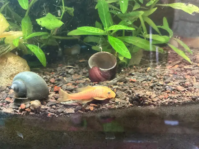 Aquarium fish Bristlenose plecos catfish, algae eaters | Fish for ...
