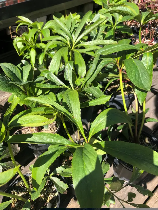 Rare varieties of Hellebores (Lenten Roses) perennial plants | Plants ...