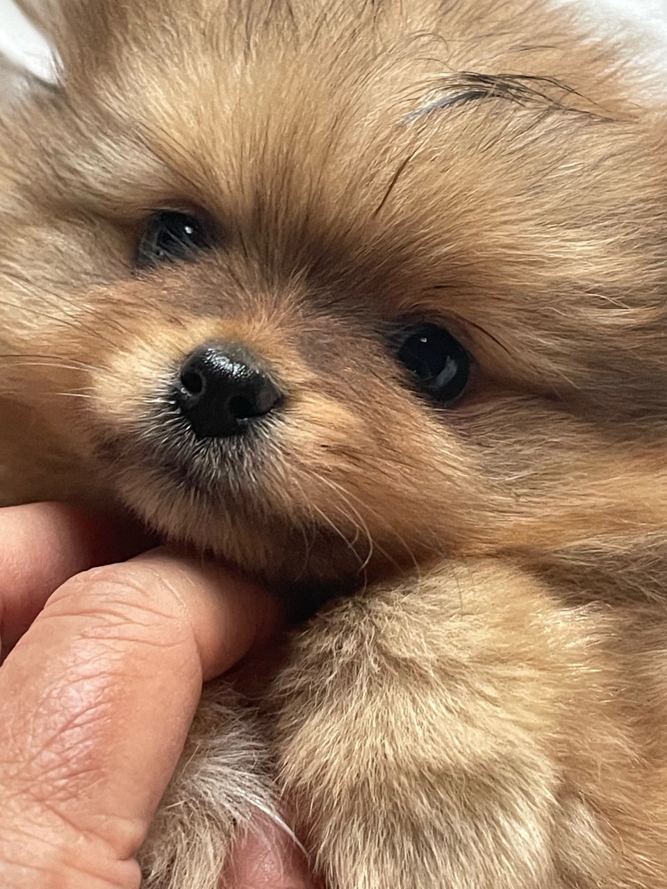 Pomeranian Male Pup | Dogs & Puppies for Rehoming | Summerside | Free ...