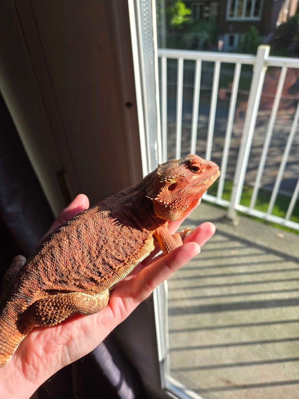 Adopte vos reptiles dragon barbu gecko léopard gecko a crête | Reptiles ...