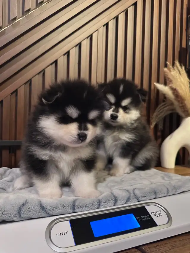 Christmas Micro Pomsky Puppies – 3 Available | Dogs & Puppies for ...
