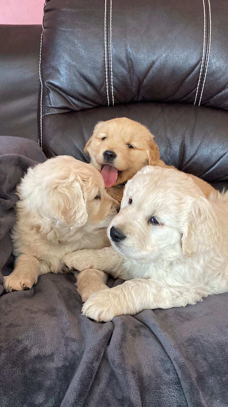 Golden Retriever Puppies | Dogs & Puppies for Rehoming | Owen Sound ...